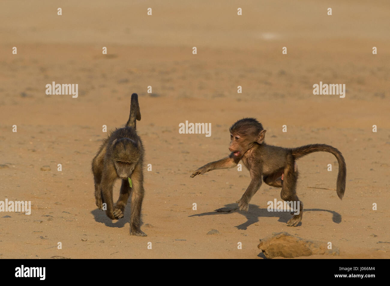 KRUGER NATIONAL PARK, SOUTH AFRICA: HILARIOUS images have captured two ...