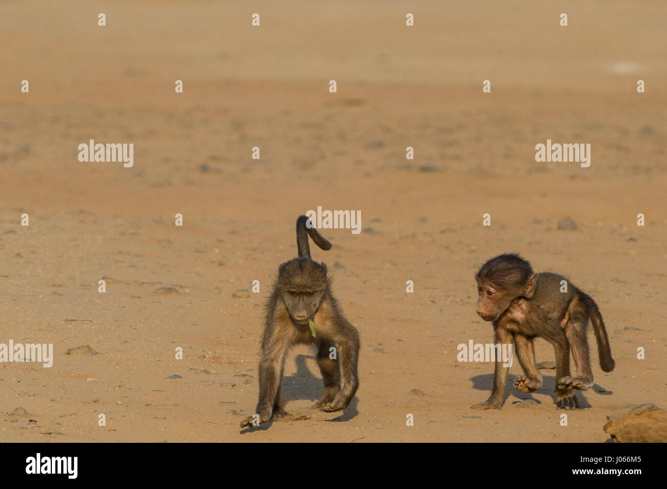 KRUGER NATIONAL PARK, SOUTH AFRICA: HILARIOUS images have captured two ...