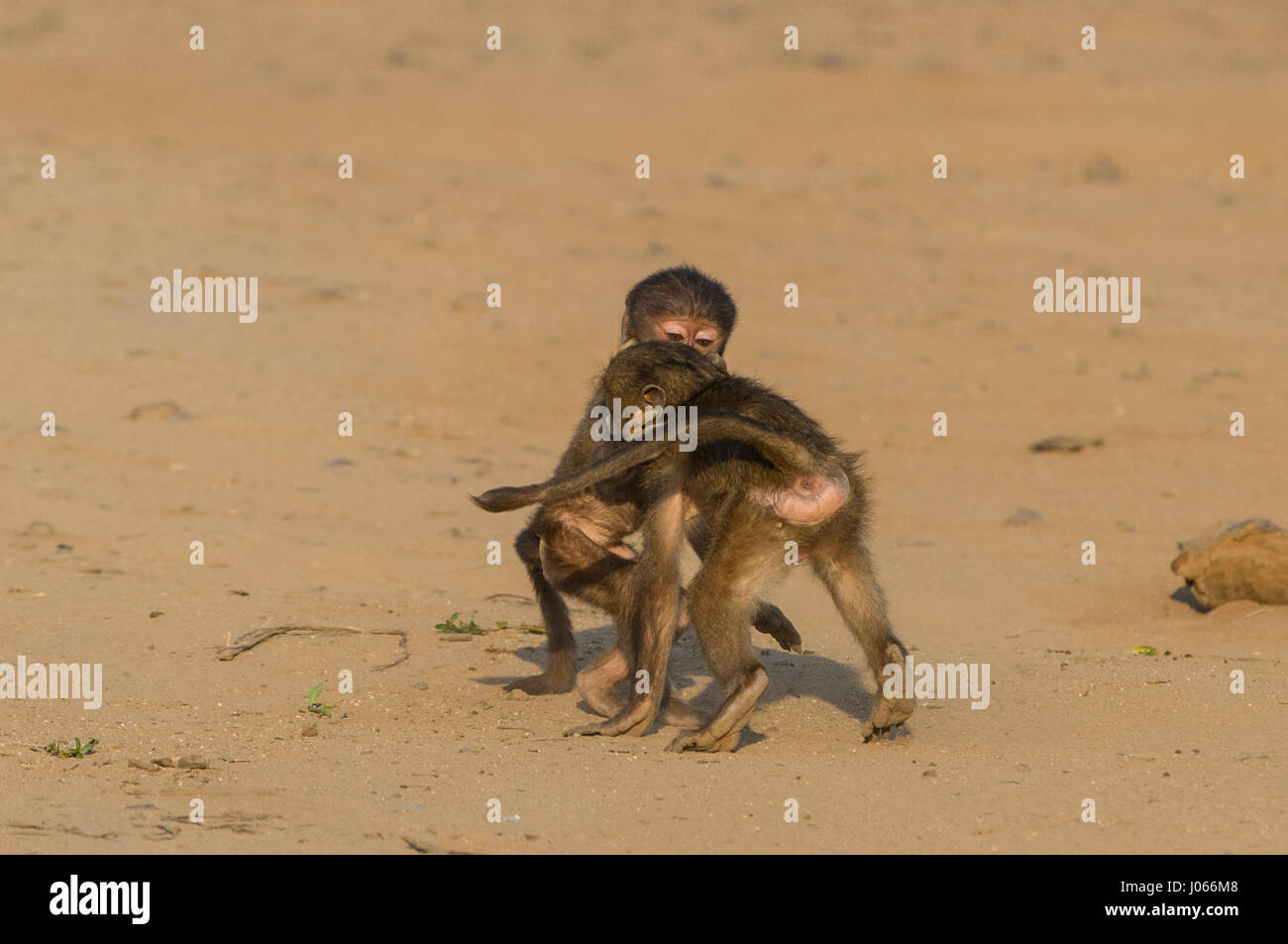 KRUGER NATIONAL PARK, SOUTH AFRICA: HILARIOUS images have captured two ...