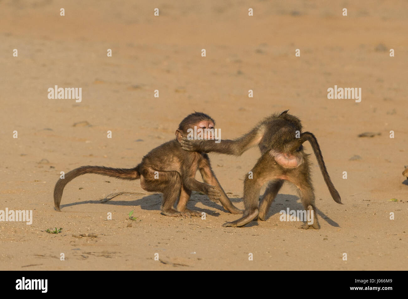 KRUGER NATIONAL PARK, SOUTH AFRICA: HILARIOUS images have captured two ...