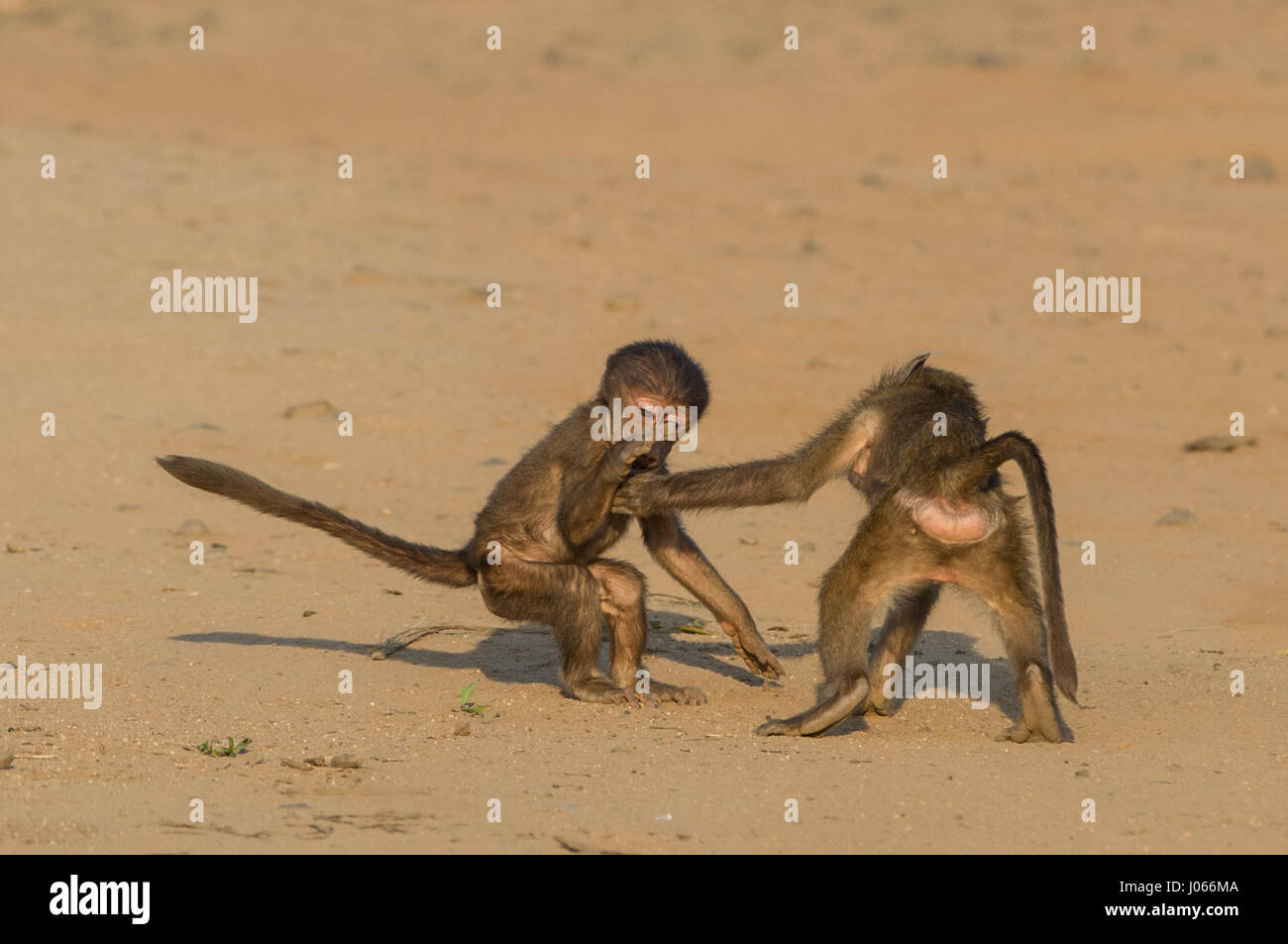 KRUGER NATIONAL PARK, SOUTH AFRICA: HILARIOUS images have captured two ...