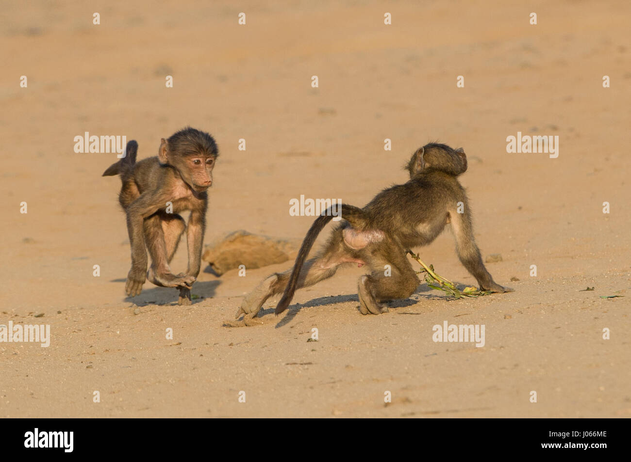 Baby flinging arms hi-res stock photography and images - Alamy