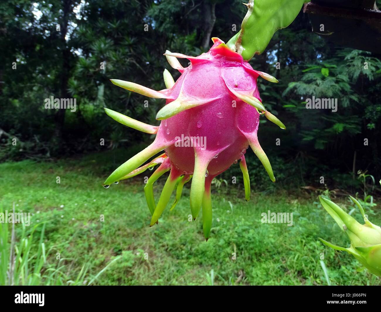 Dragon Fruit Tree Stock Photos & Dragon Fruit Tree Stock Images - Alamy
