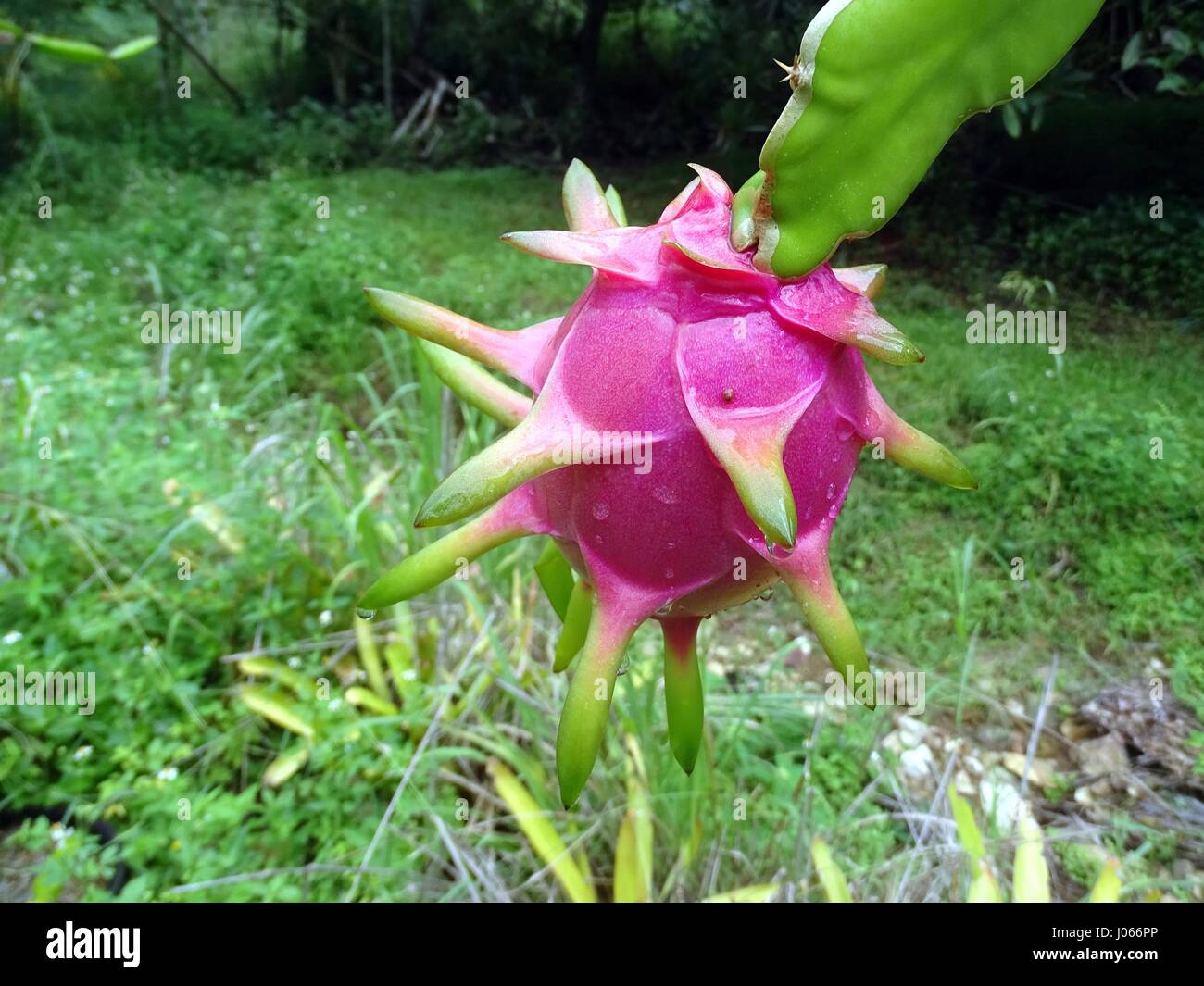 Unusual fruit hi-res stock photography and images - Alamy