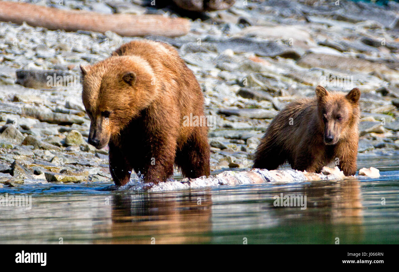 KATMAI NATIONAL PARK, ALASKA: A BULLY Brown bear was given a beatdown ...