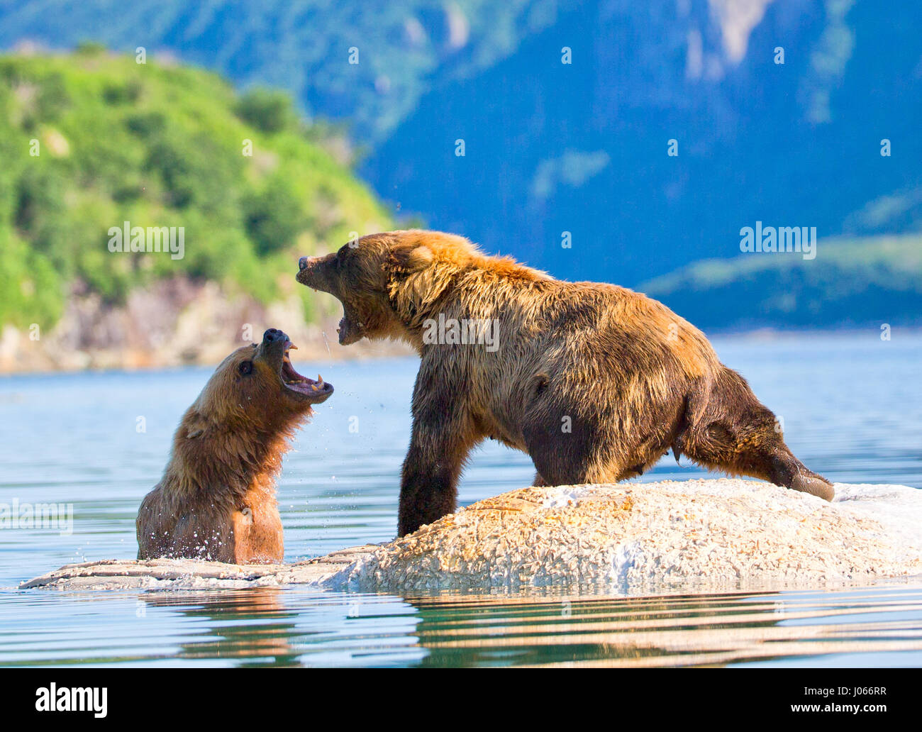 KATMAI NATIONAL PARK, ALASKA: A BULLY Brown bear was given a beatdown ...