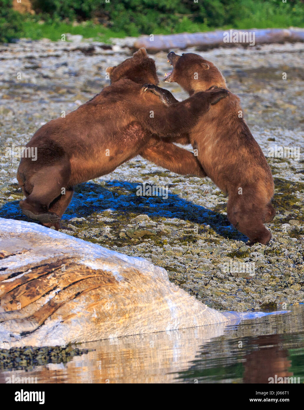 KATMAI NATIONAL PARK, ALASKA: A BULLY Brown bear was given a beatdown ...