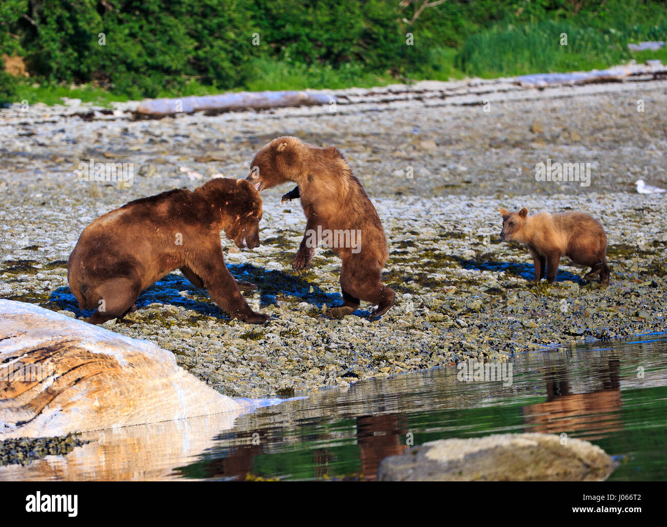 Brown bear fight defending hi-res stock photography and images - Alamy
