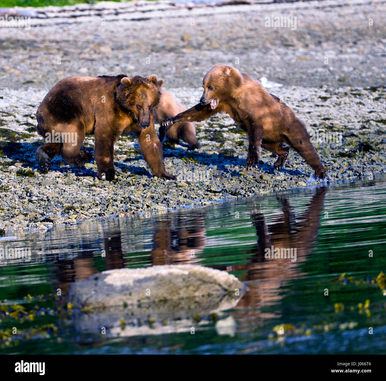 KATMAI NATIONAL PARK, ALASKA: A BULLY Brown bear was given a beatdown ...