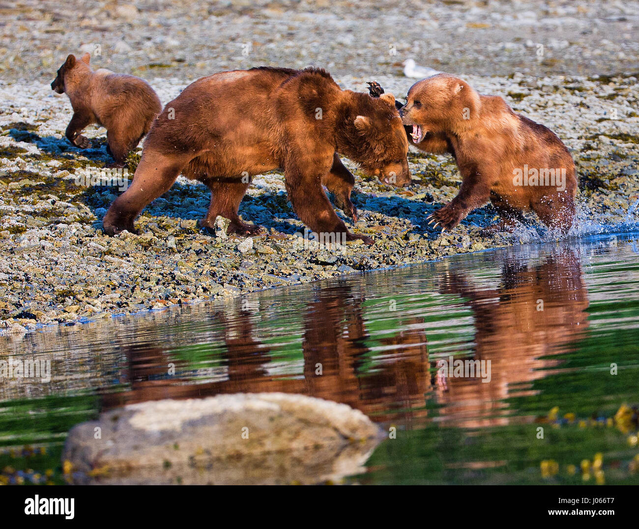 Brown bear fight defending hi-res stock photography and images - Alamy