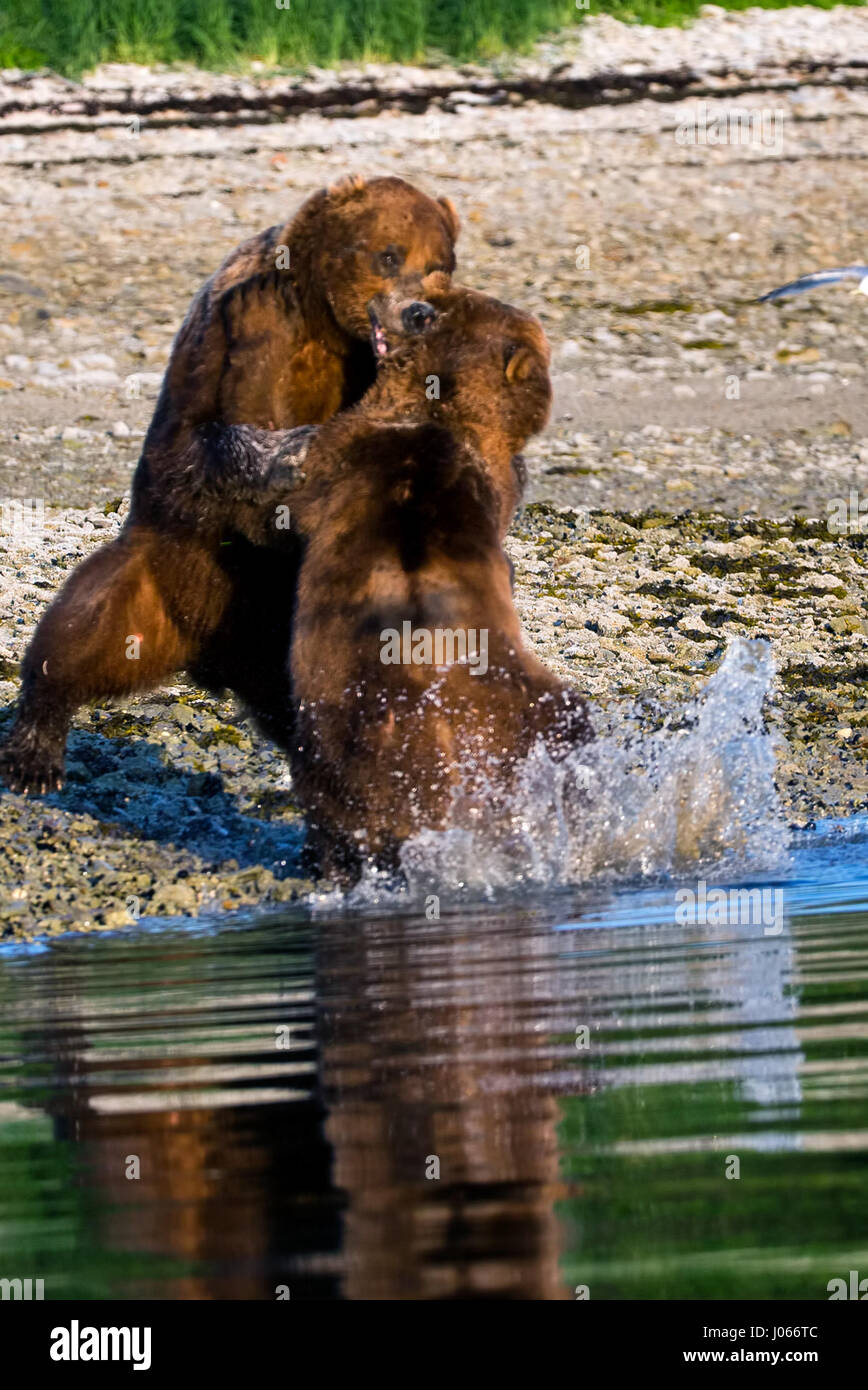 KATMAI NATIONAL PARK, ALASKA: A BULLY Brown bear was given a beatdown ...