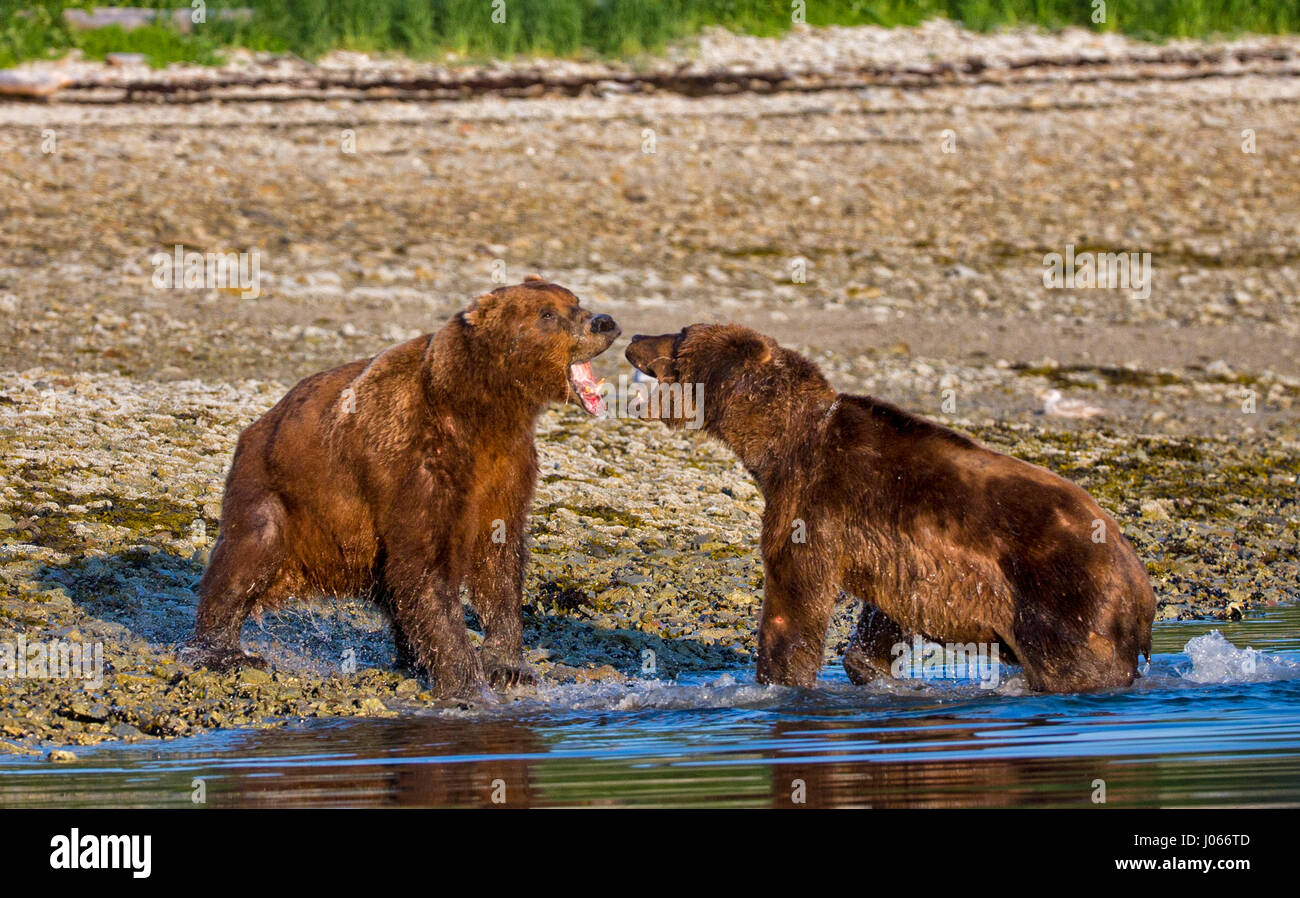 KATMAI NATIONAL PARK, ALASKA: A BULLY Brown bear was given a beatdown ...