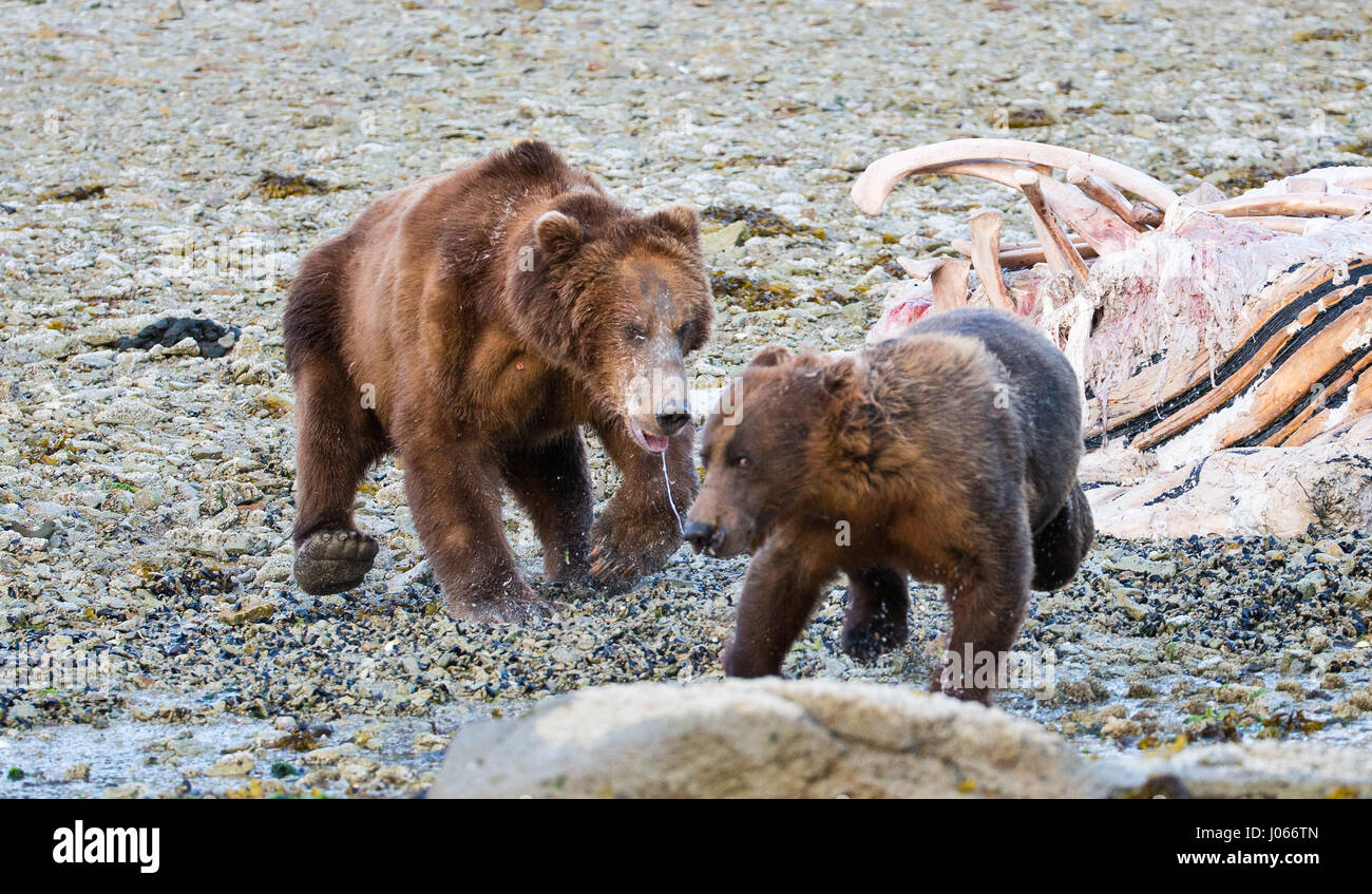 KATMAI NATIONAL PARK, ALASKA: A BULLY Brown bear was given a beatdown ...