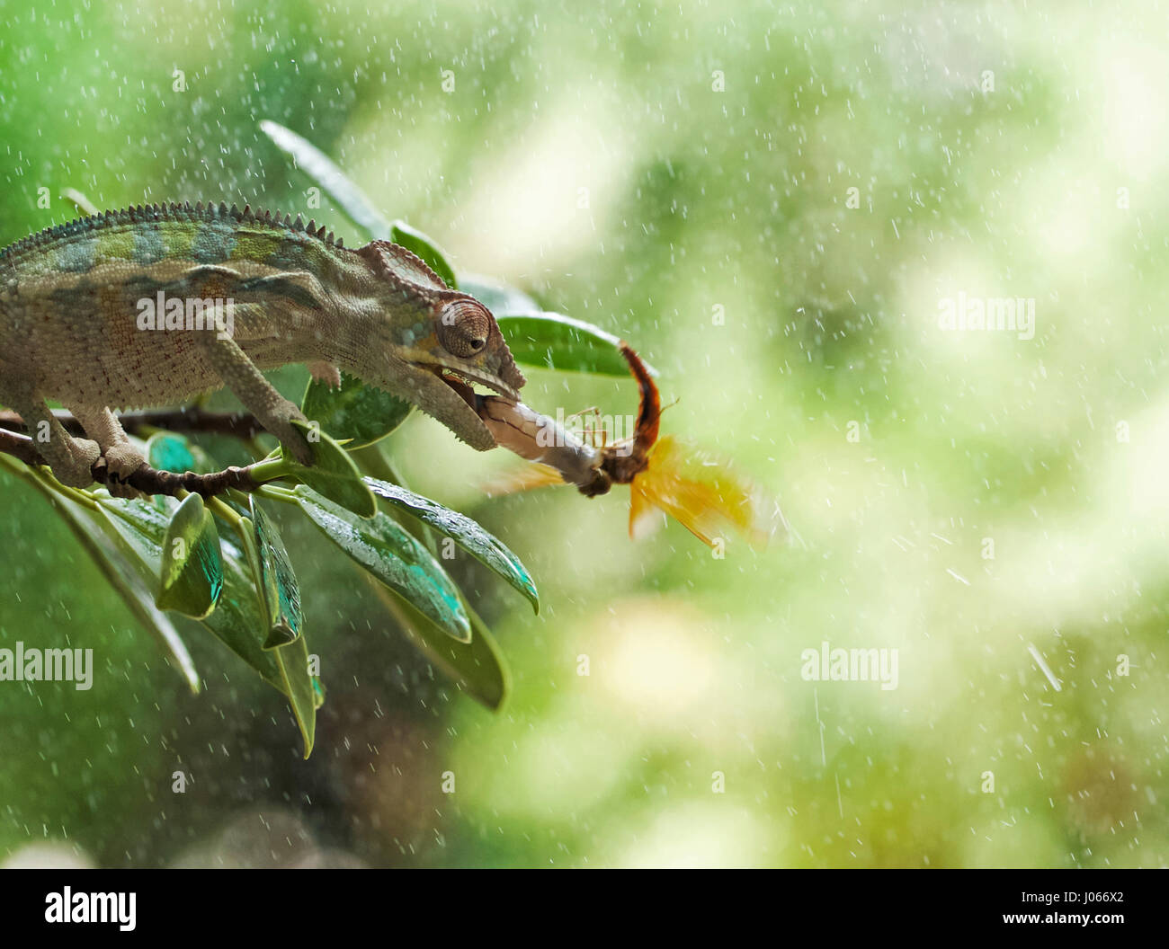 JAKARTA, INDONESIA: WITH AN almighty splat this hungry chameleon showed ...