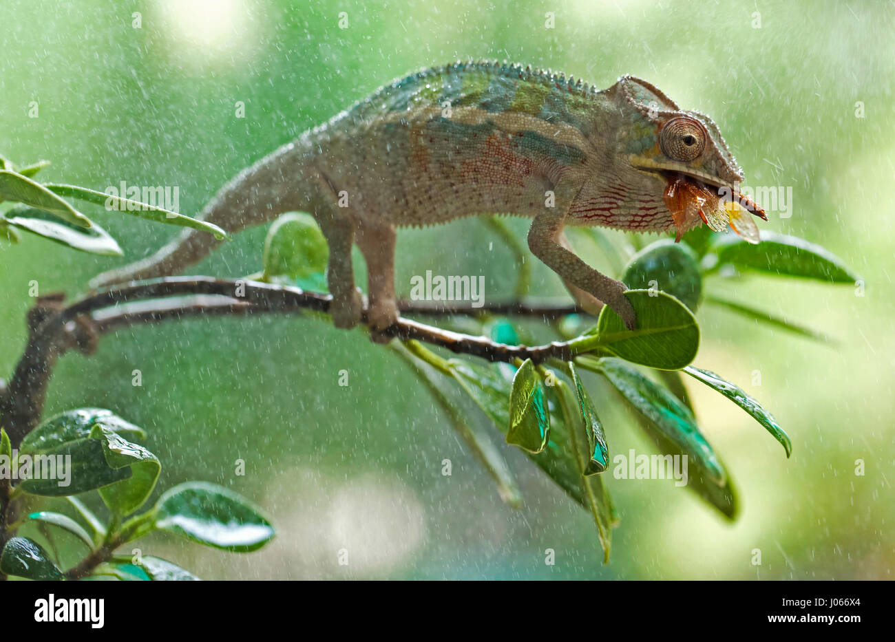 JAKARTA, INDONESIA: WITH AN almighty splat this hungry chameleon showed ...