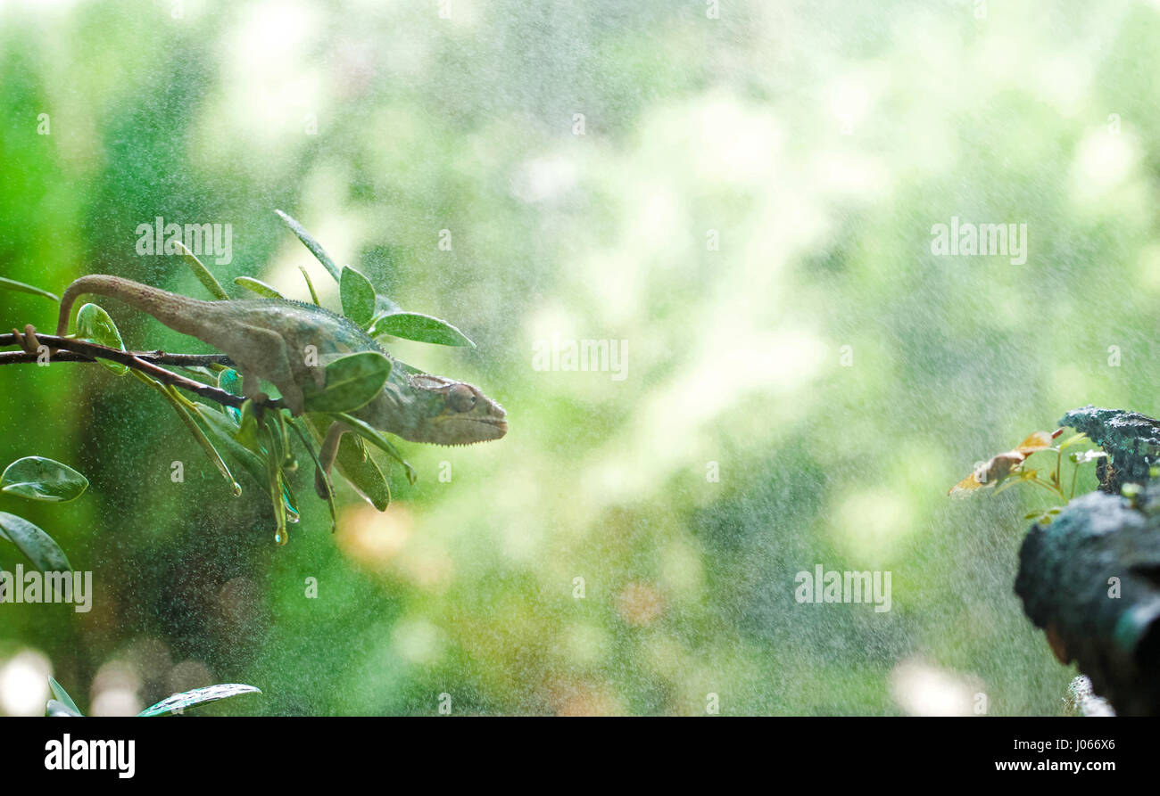 JAKARTA, INDONESIA: WITH AN almighty splat this hungry chameleon showed ...