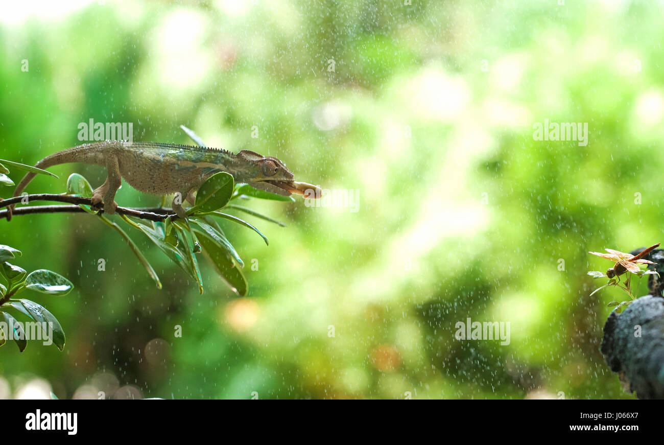 JAKARTA, INDONESIA: WITH AN almighty splat this hungry chameleon showed ...
