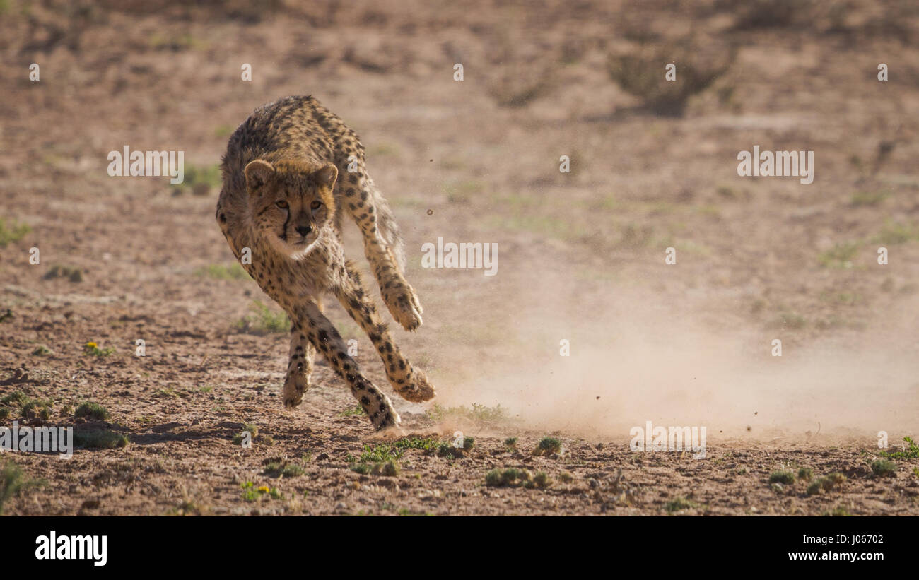 KGALAGADI TRANSFRONTIER PARK, SOUTH AFRICA: COMING of age pictures show ...