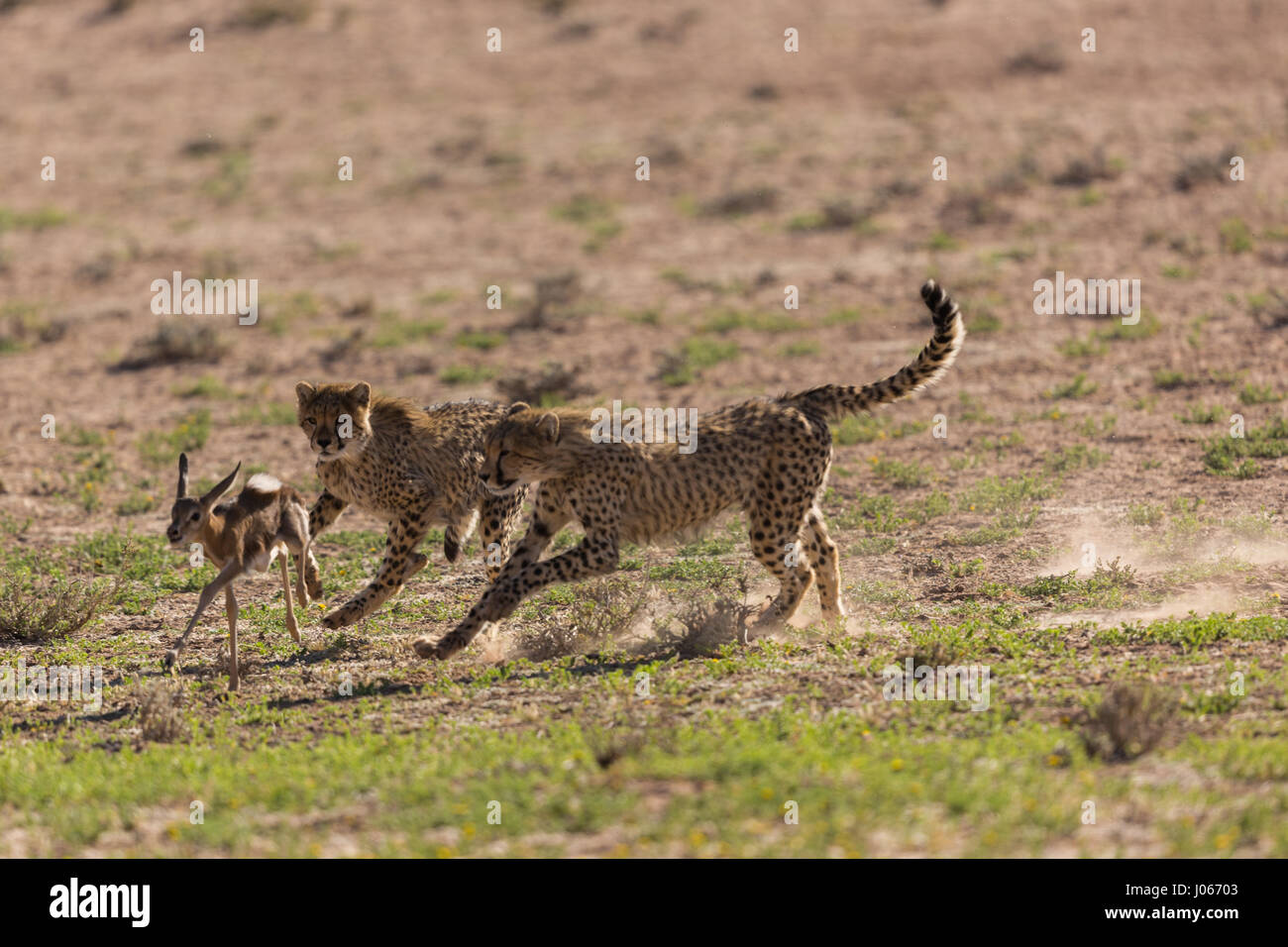 KGALAGADI TRANSFRONTIER PARK, SOUTH AFRICA: COMING of age pictures show ...