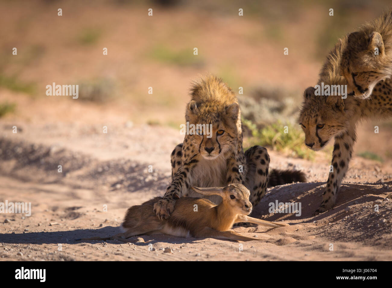 KGALAGADI TRANSFRONTIER PARK, SOUTH AFRICA: COMING of age pictures show ...