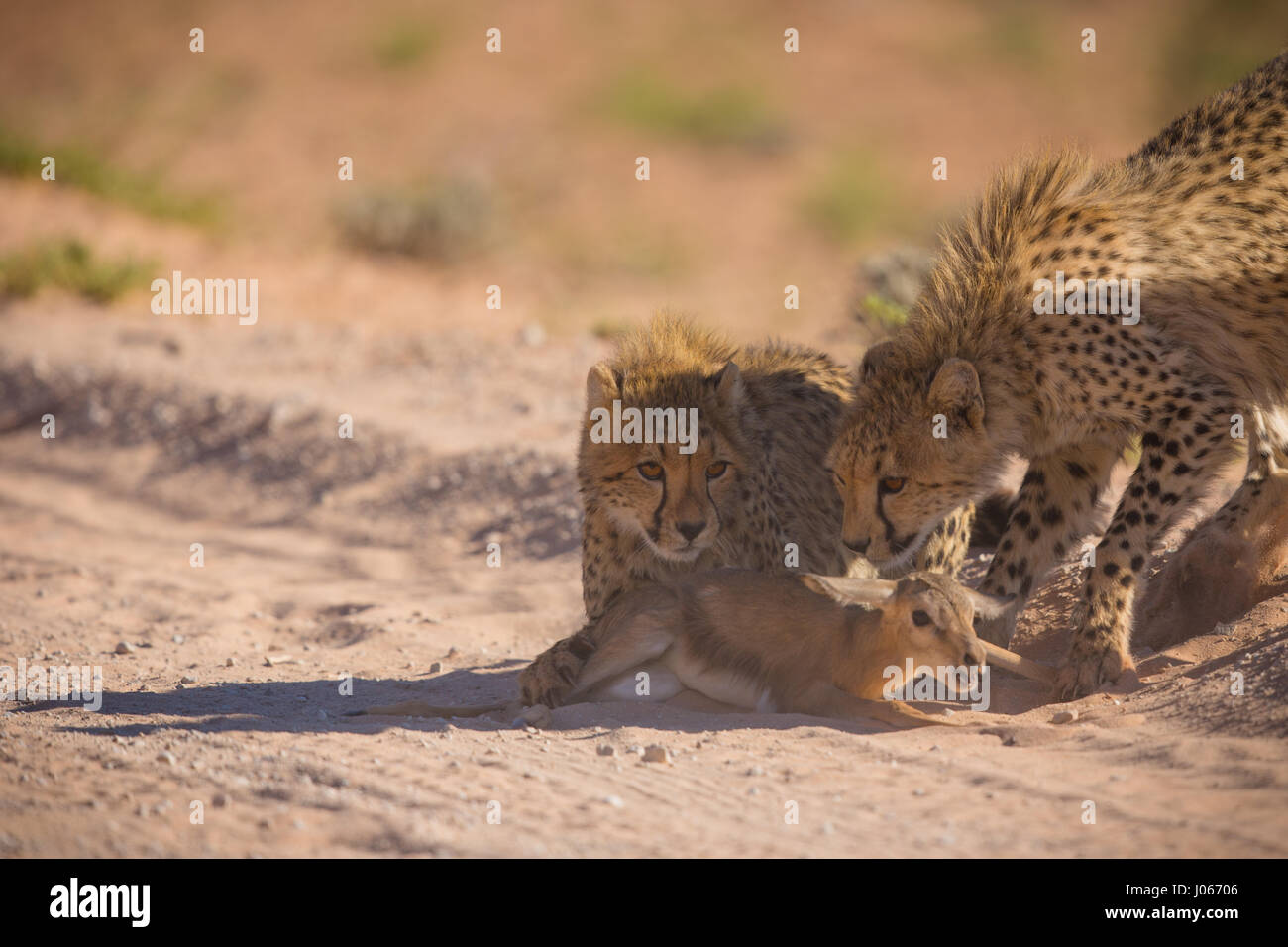 KGALAGADI TRANSFRONTIER PARK, SOUTH AFRICA: COMING of age pictures show ...