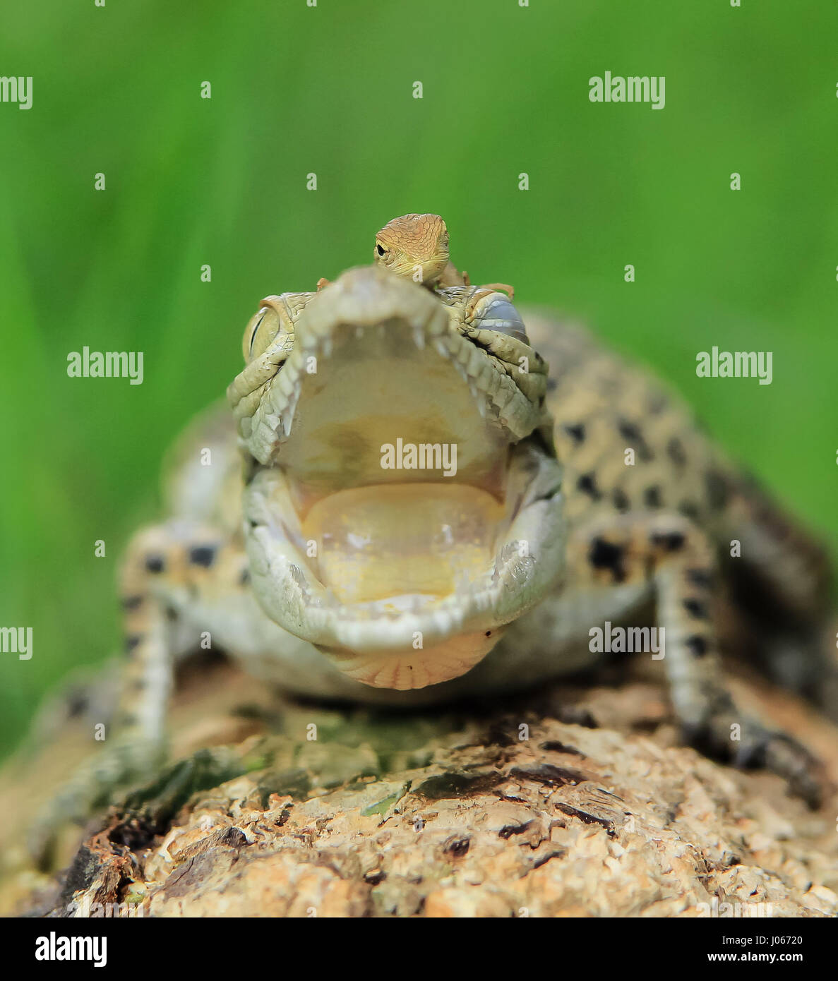 TANGERANG, INDONESIA: ADORABLE images have revealed and unlikely ...