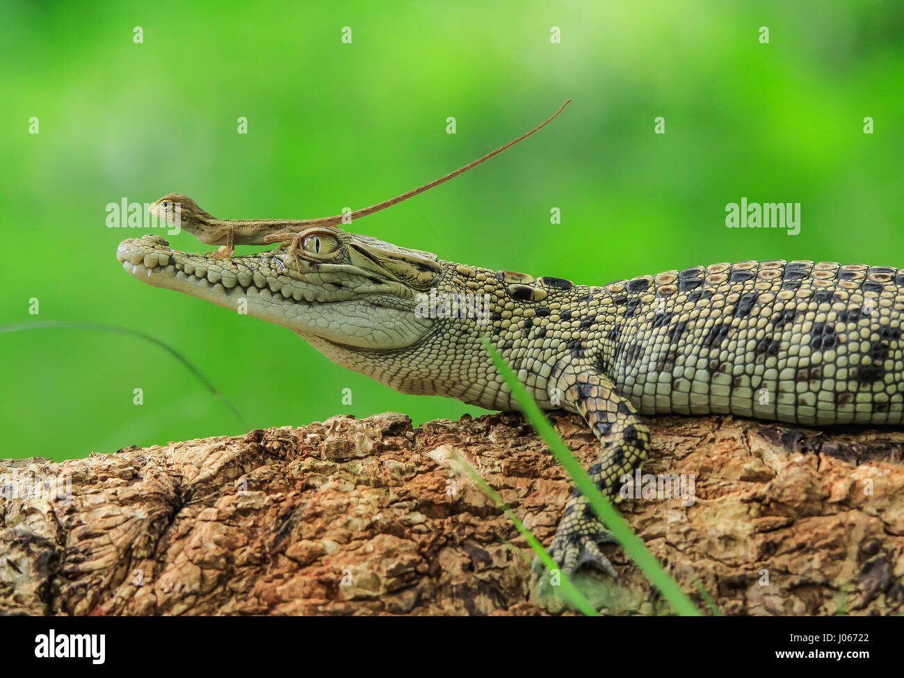 TANGERANG, INDONESIA: ADORABLE images have revealed and unlikely ...