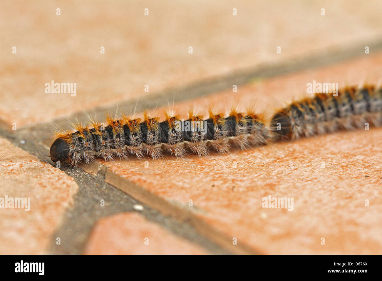 Hairy centipede hi-res stock photography and images - Alamy