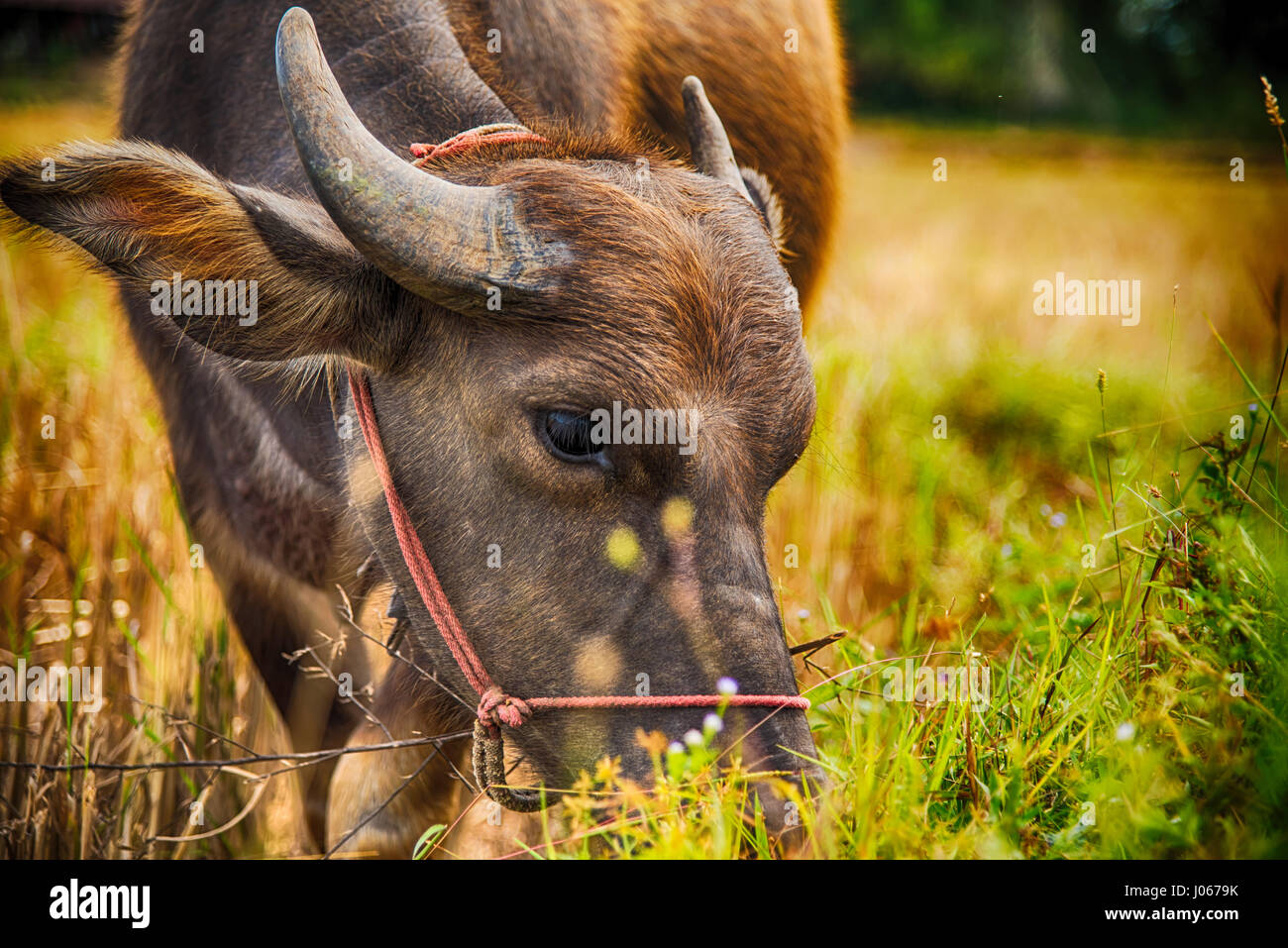 Buffalo in rice field Stock Photo - Alamy