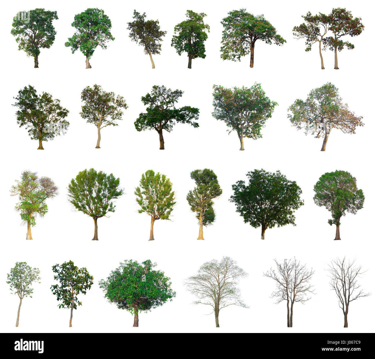 Abstract Tree Branches