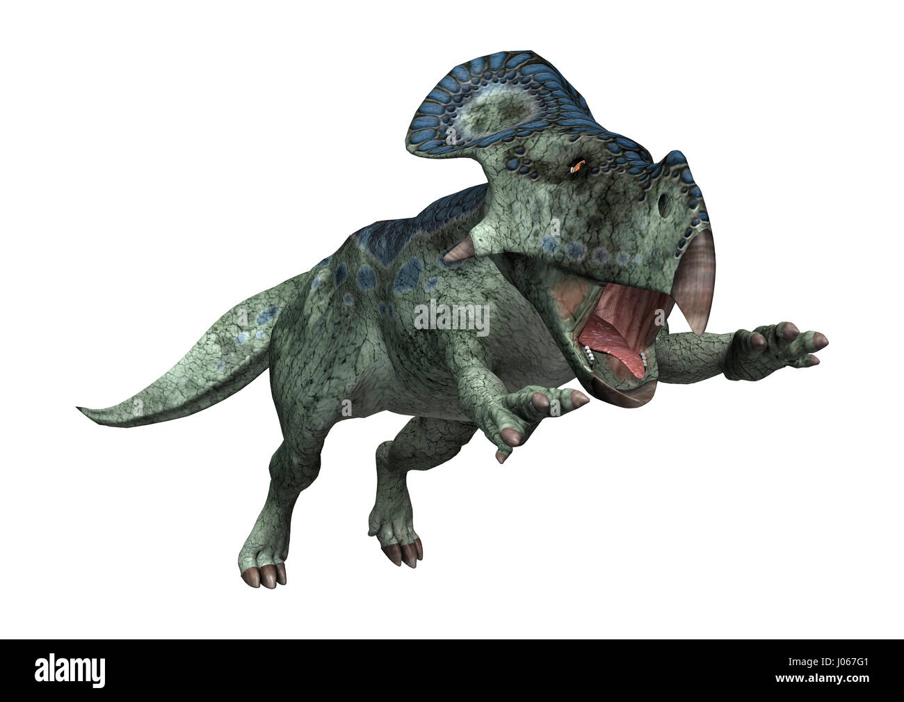 3D rendering of a dinosaur Protoceratops isolated on white background ...