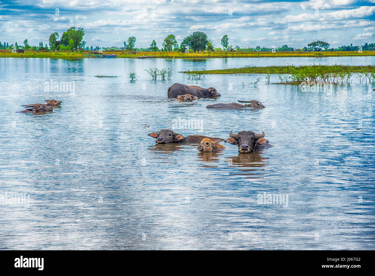 Buffalo in river field Stock Photo - Alamy