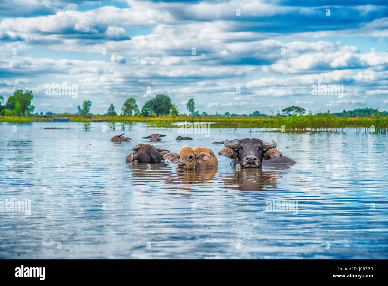 Buffalo in river field Stock Photo - Alamy