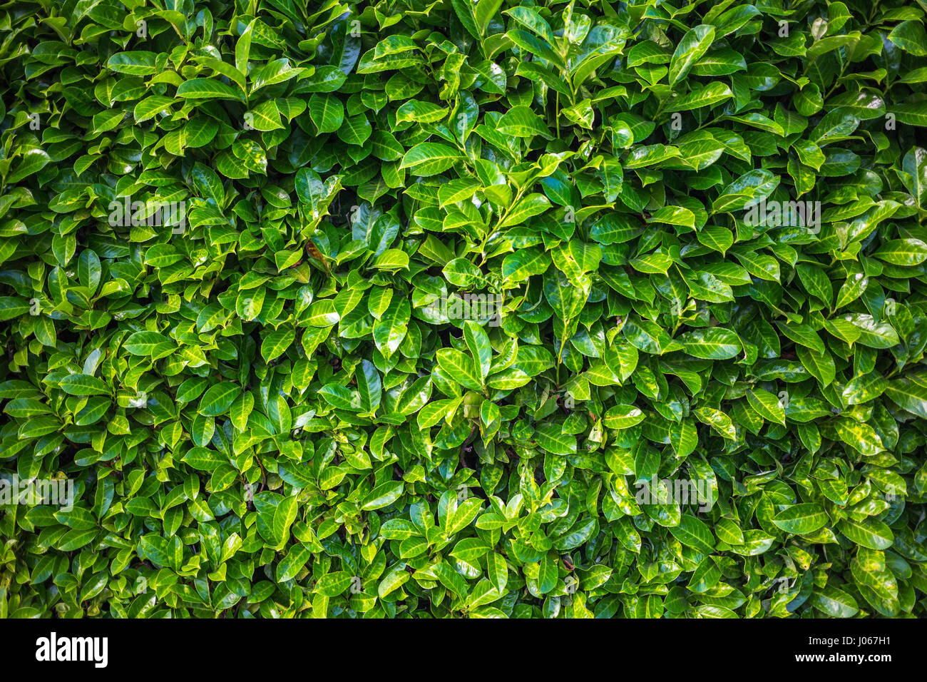 Natural texture and pattern hi-res stock photography and images - Alamy