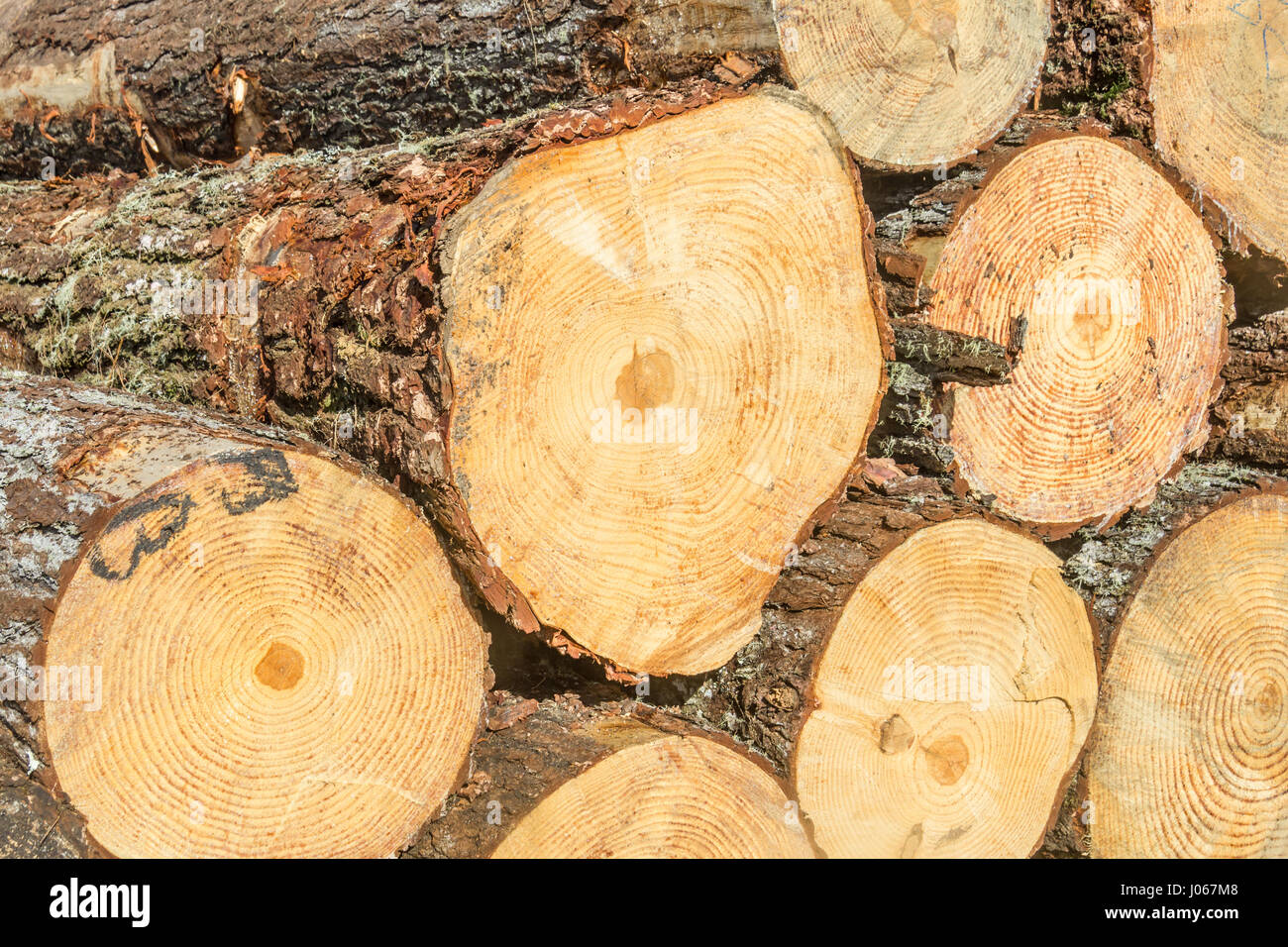 pile of sawed pine wood Stock Photo - Alamy