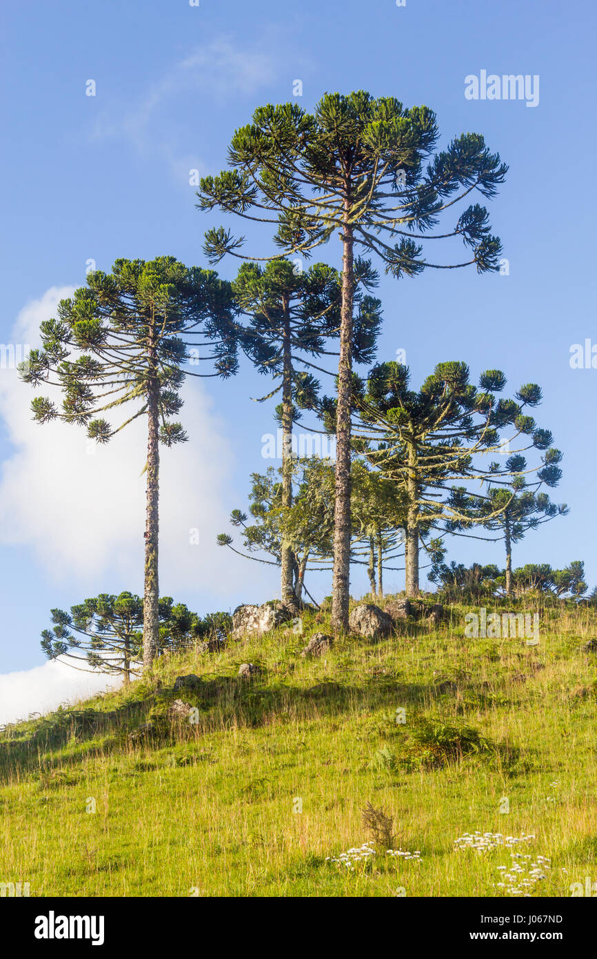 Group of Araucaria angustifolia trees in Cambara do Sul, Rio Grande do ...
