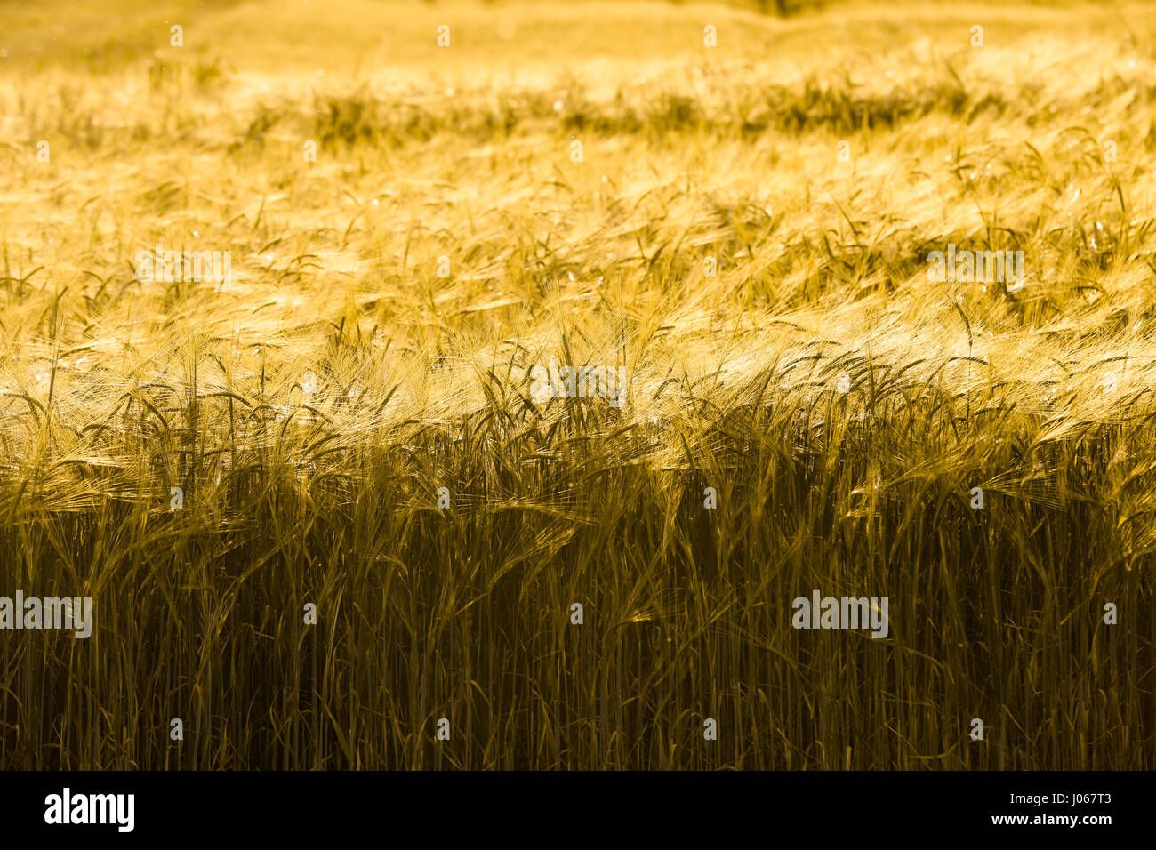 Barley field in golden glow of evening sun Stock Photo - Alamy