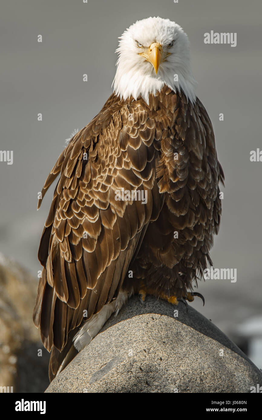 HALIBUT BEACH, ALASKA: Photo of a bald eagle perched on a rock looking ...