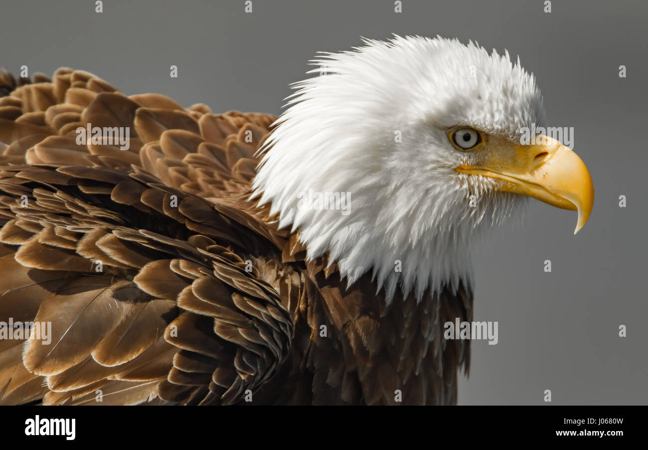 HALIBUT BEACH, ALASKA: Side angle shot of bald eagle looking right. THE ...