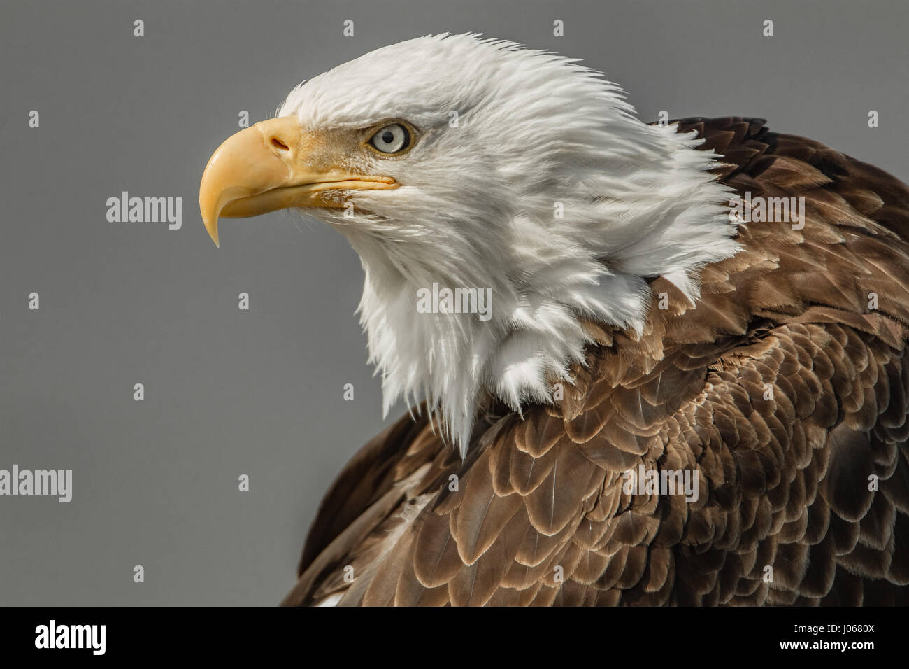 HALIBUT BEACH, ALASKA: Side angle shot of the bald eagle looking left ...