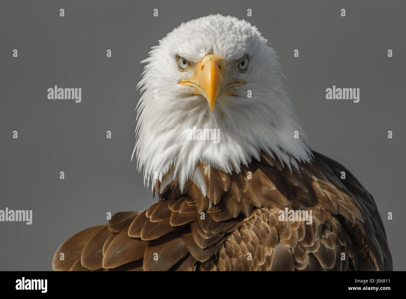 The Eagle Looking For Alaska