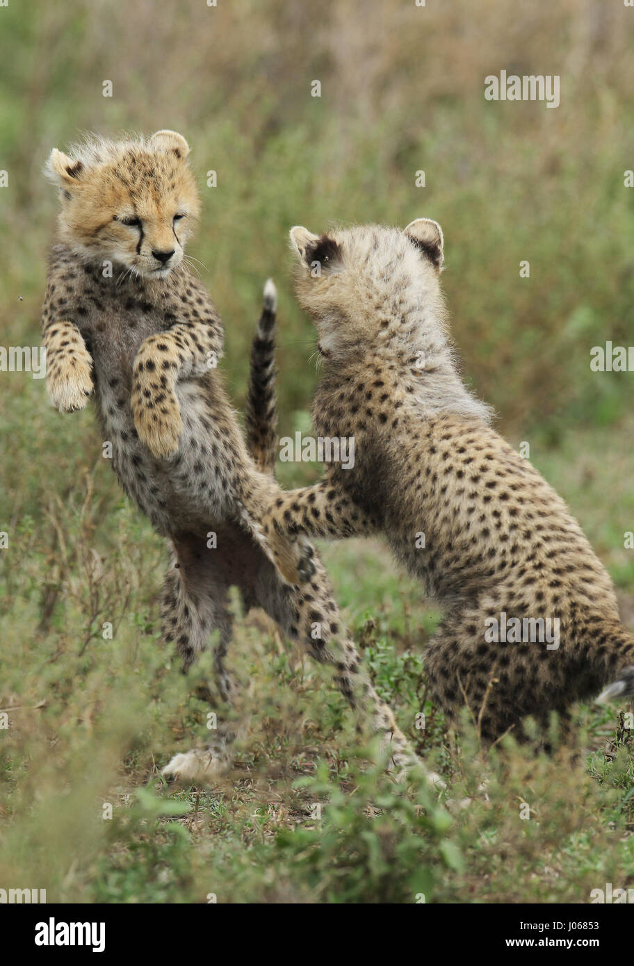 Cute Cheetah Cubs Fighting