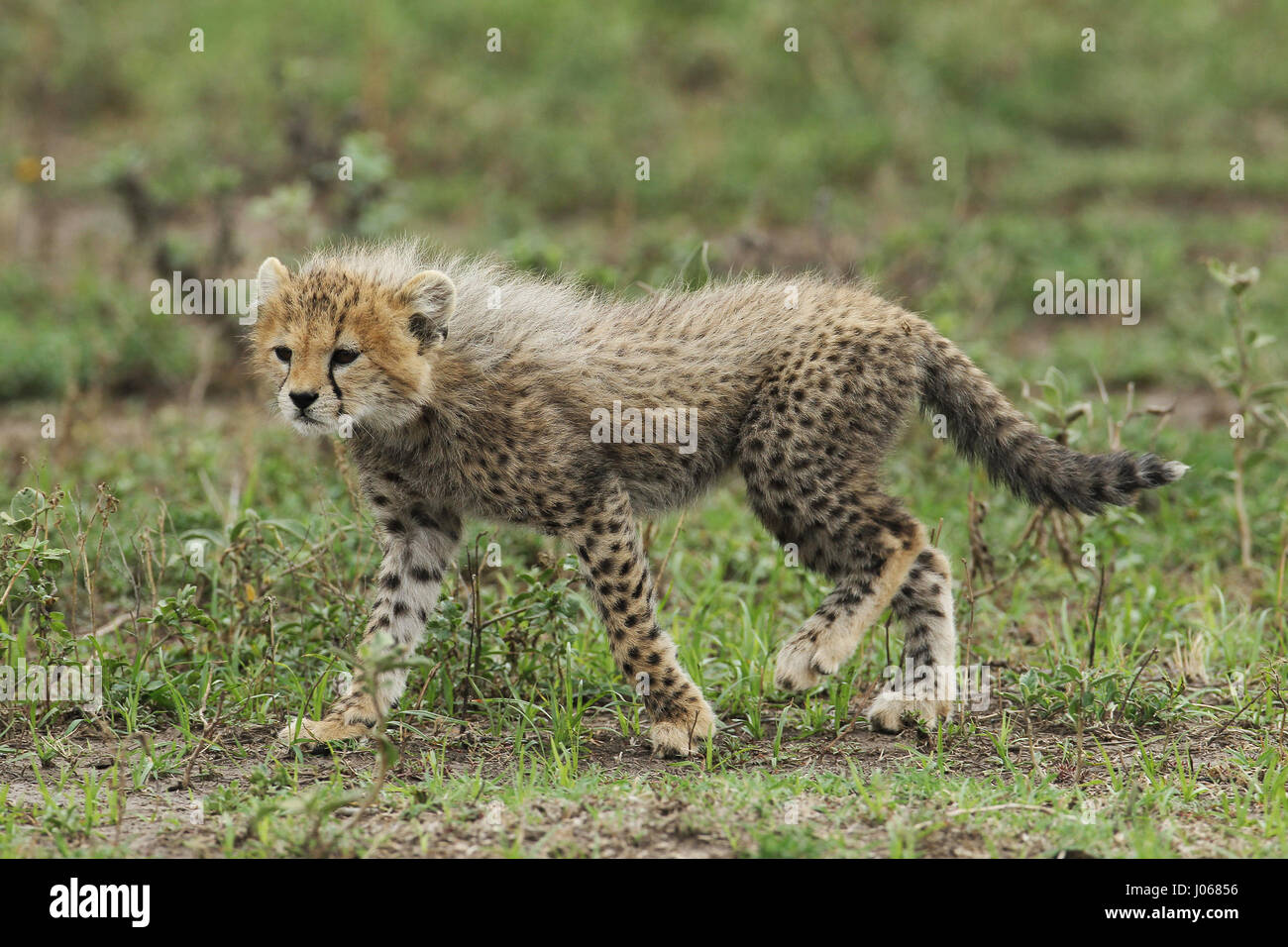 TANZANIA, AFRICA: HEARTMELTING pictures of cute cheetah cubs using ...