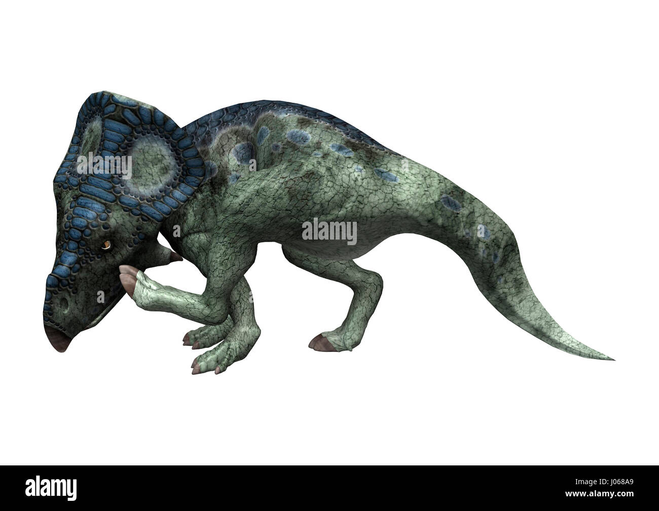 3D rendering of a dinosaur Protoceratops isolated on white background ...