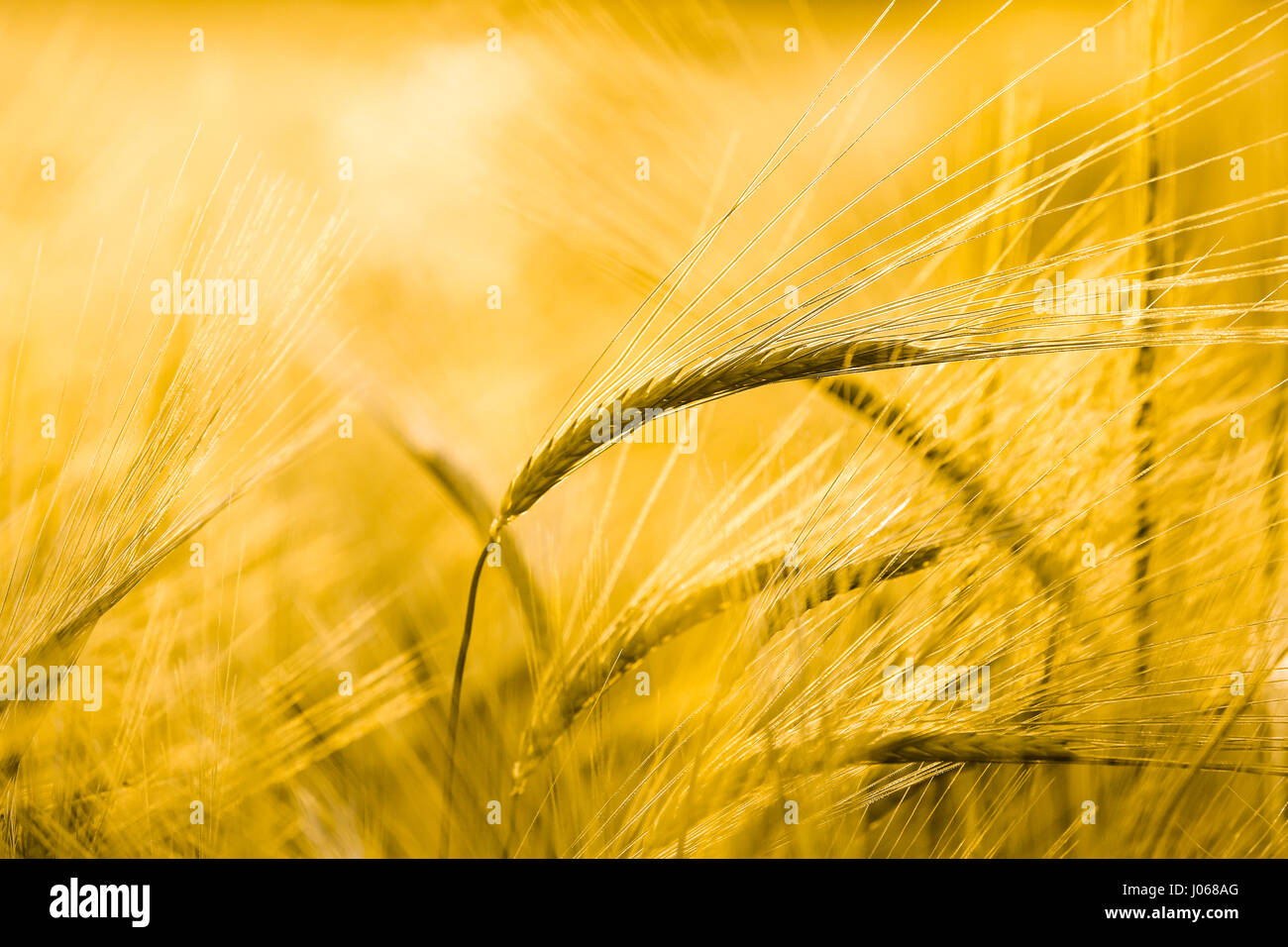 Barley field in golden glow of evening sun Stock Photo - Alamy