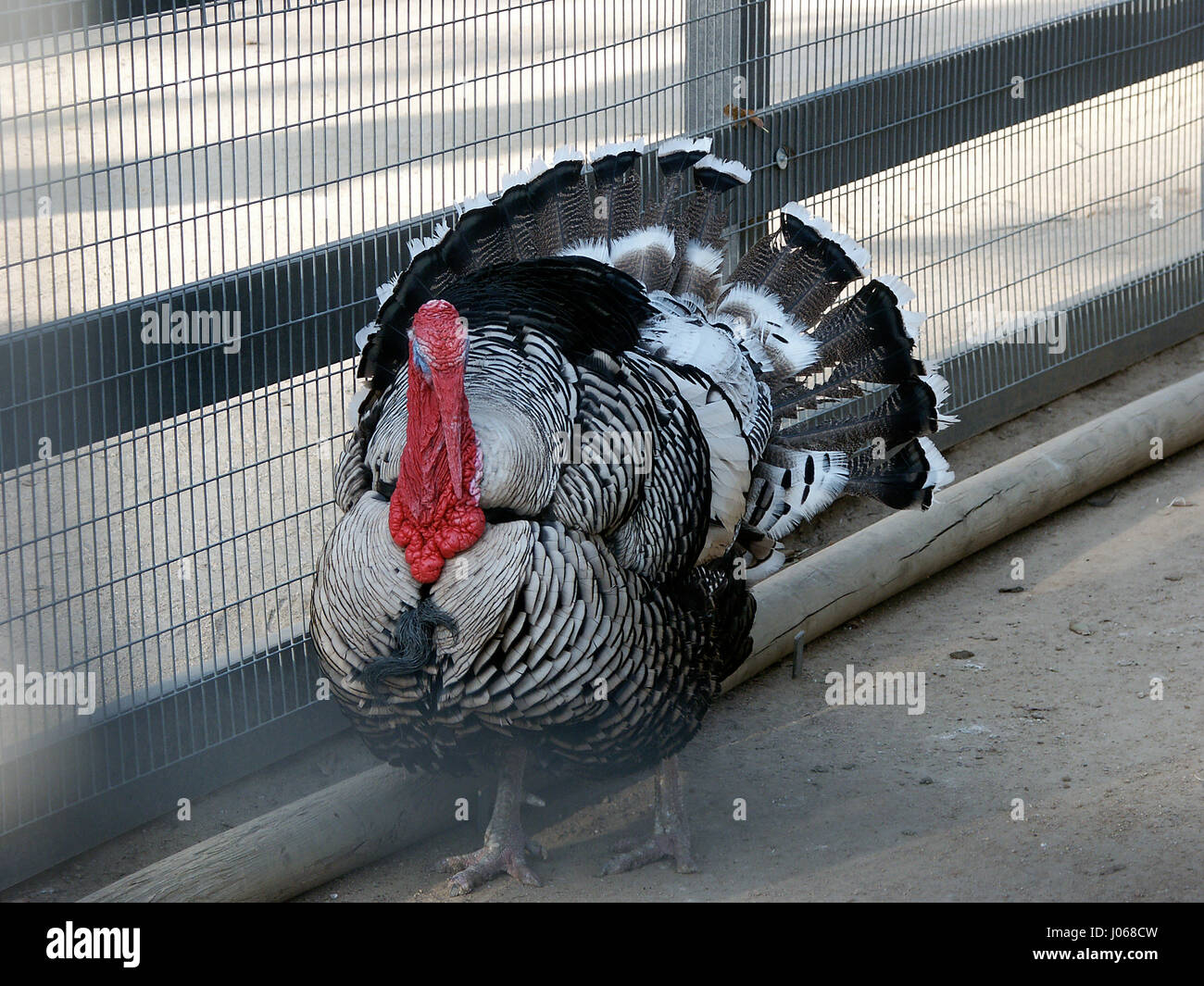 Narragansett turkey hi-res stock photography and images - Alamy