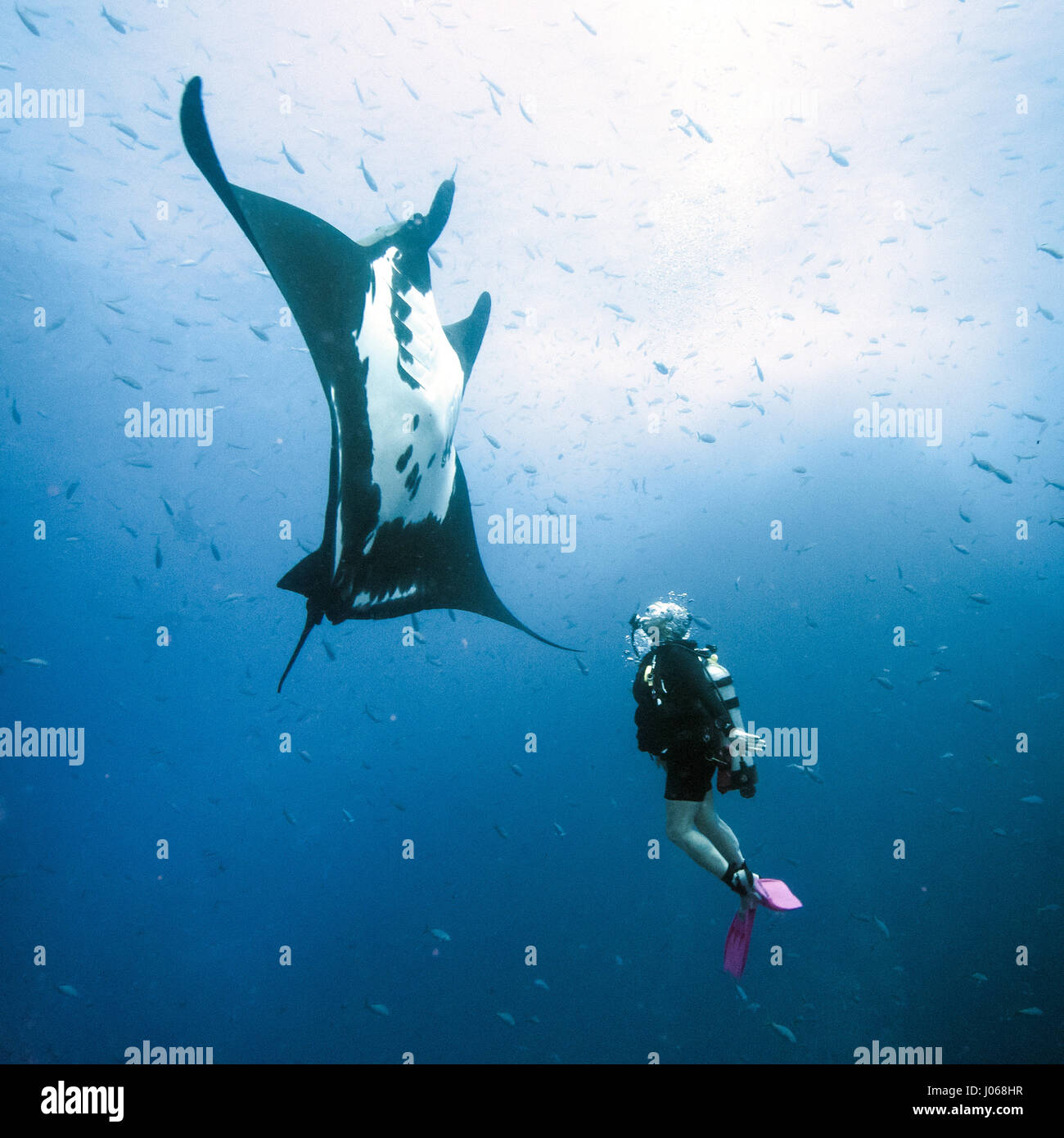 ROCA PARTIDA, MEXICO: A giant manta ray faces off against a diver ...