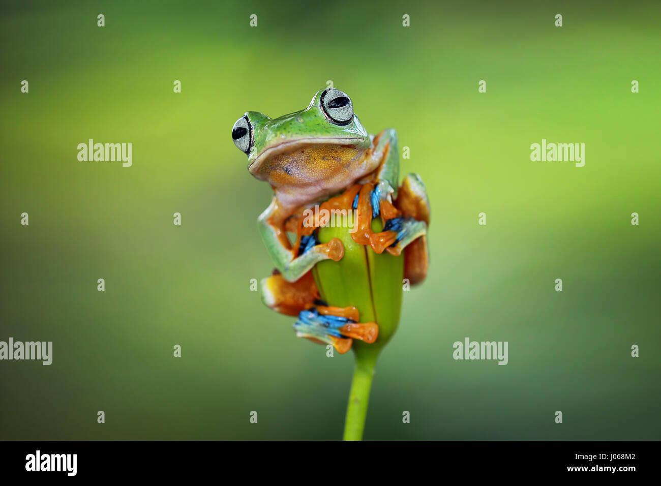 JAKARTA, INDONESIA: STRIKING a perfect pose this photogenic creature ...