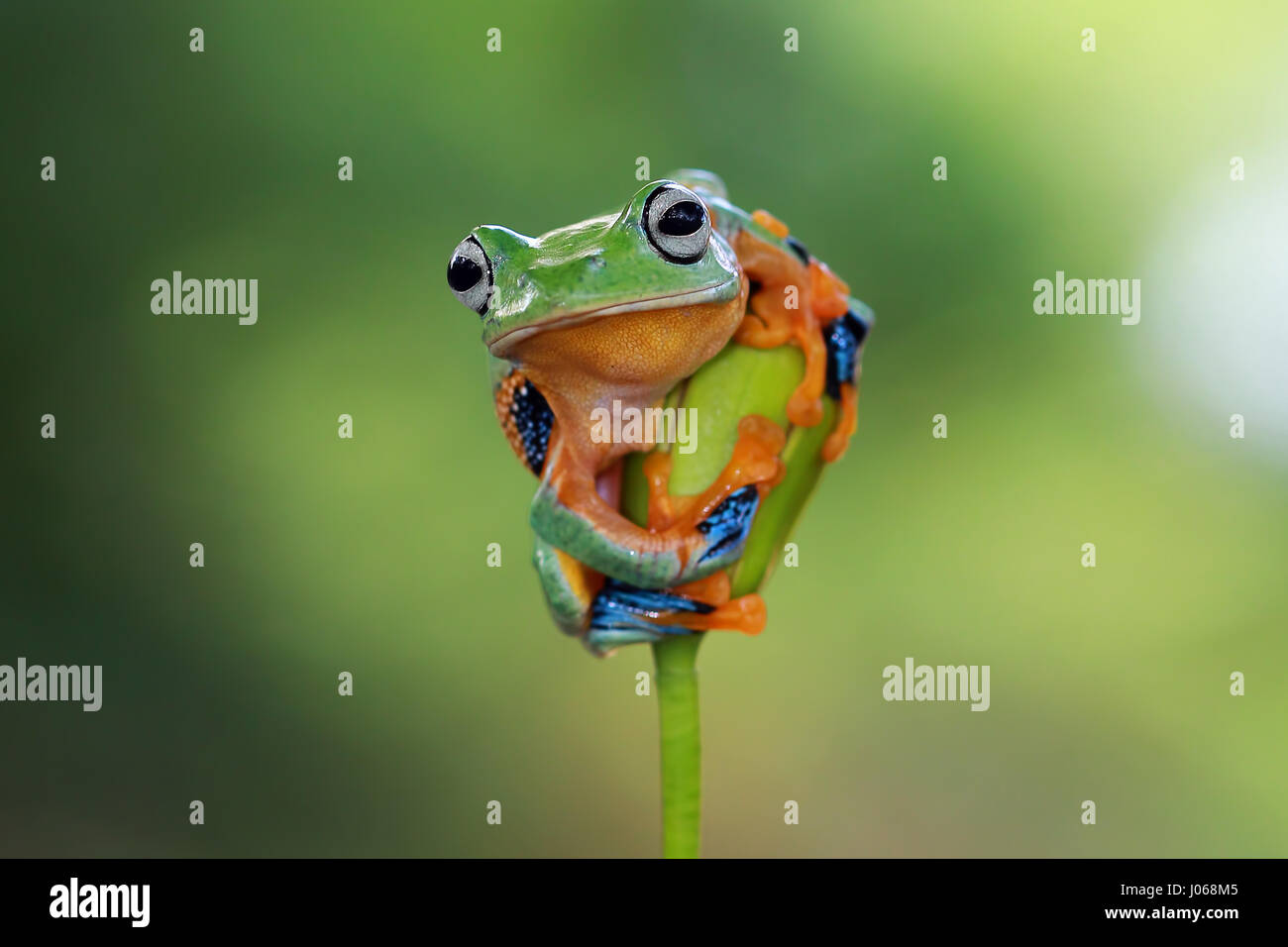 JAKARTA, INDONESIA: STRIKING a perfect pose this photogenic creature ...