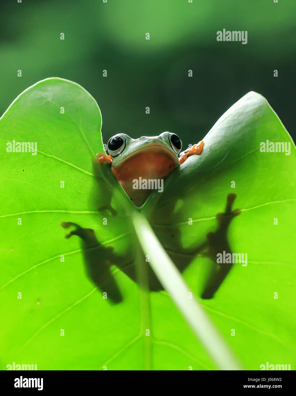 JAKARTA, INDONESIA: A CLEVER tree frog has been snapped using a leaf to ...